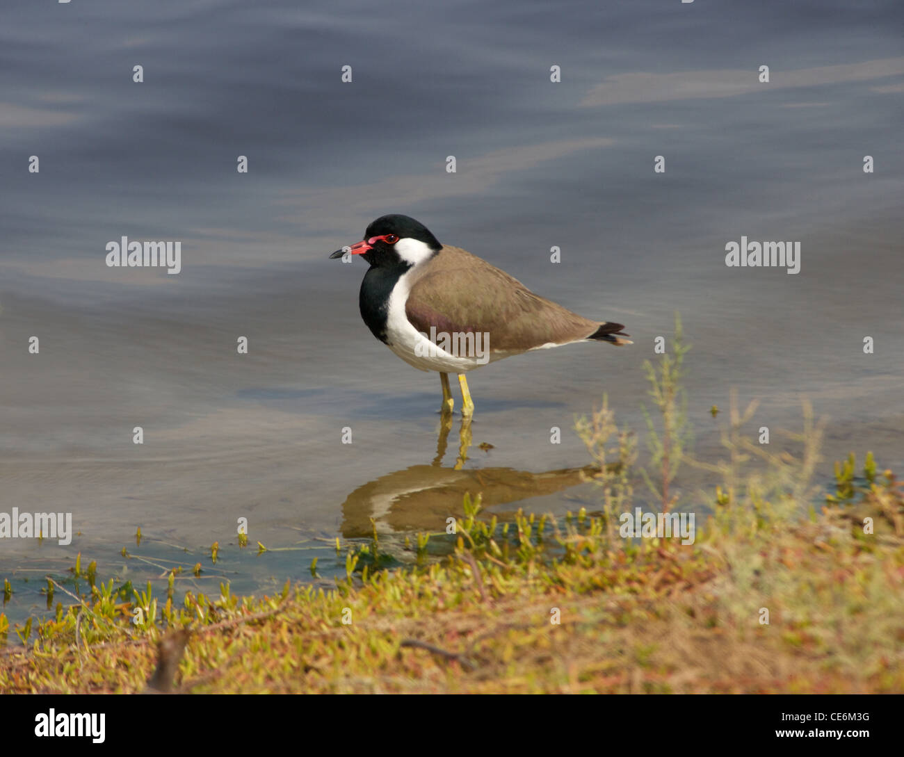 Red-wattled Lapwing, Dubai, United Arab Emirates Stock Photo - Alamy
