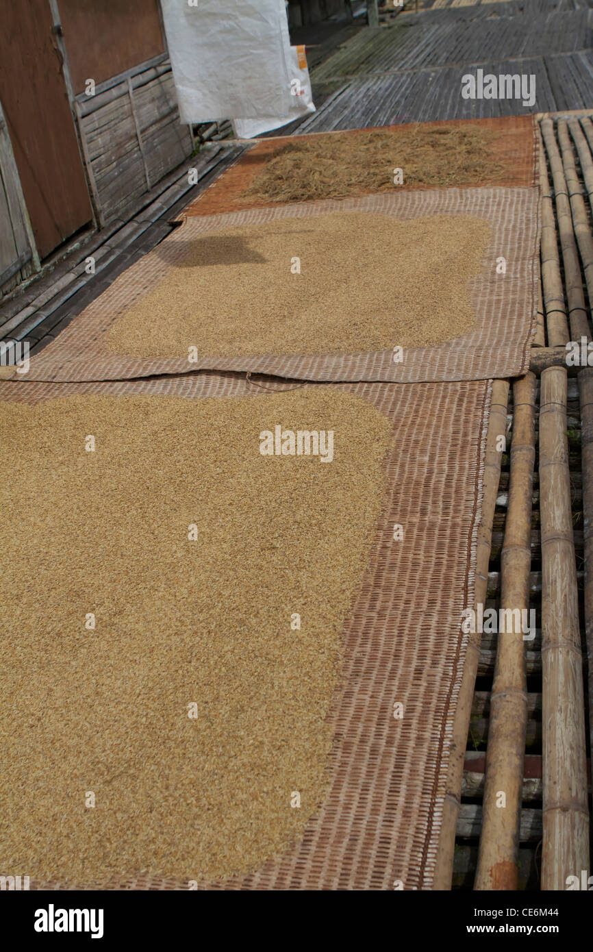 Drying rice on longhouse floor in sarawak Stock Photo - Alamy