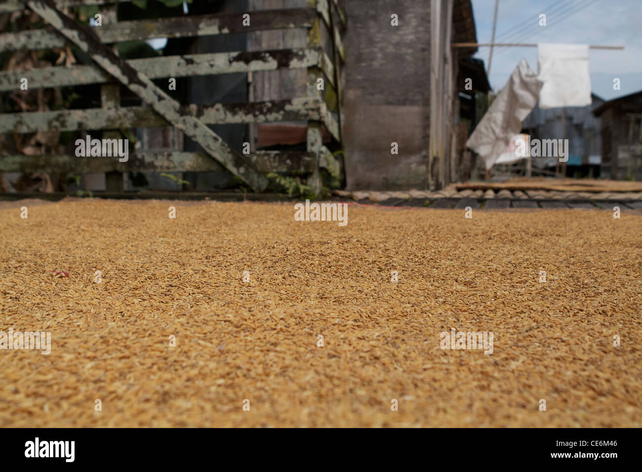 Rice on floor hi-res stock photography and images - Alamy