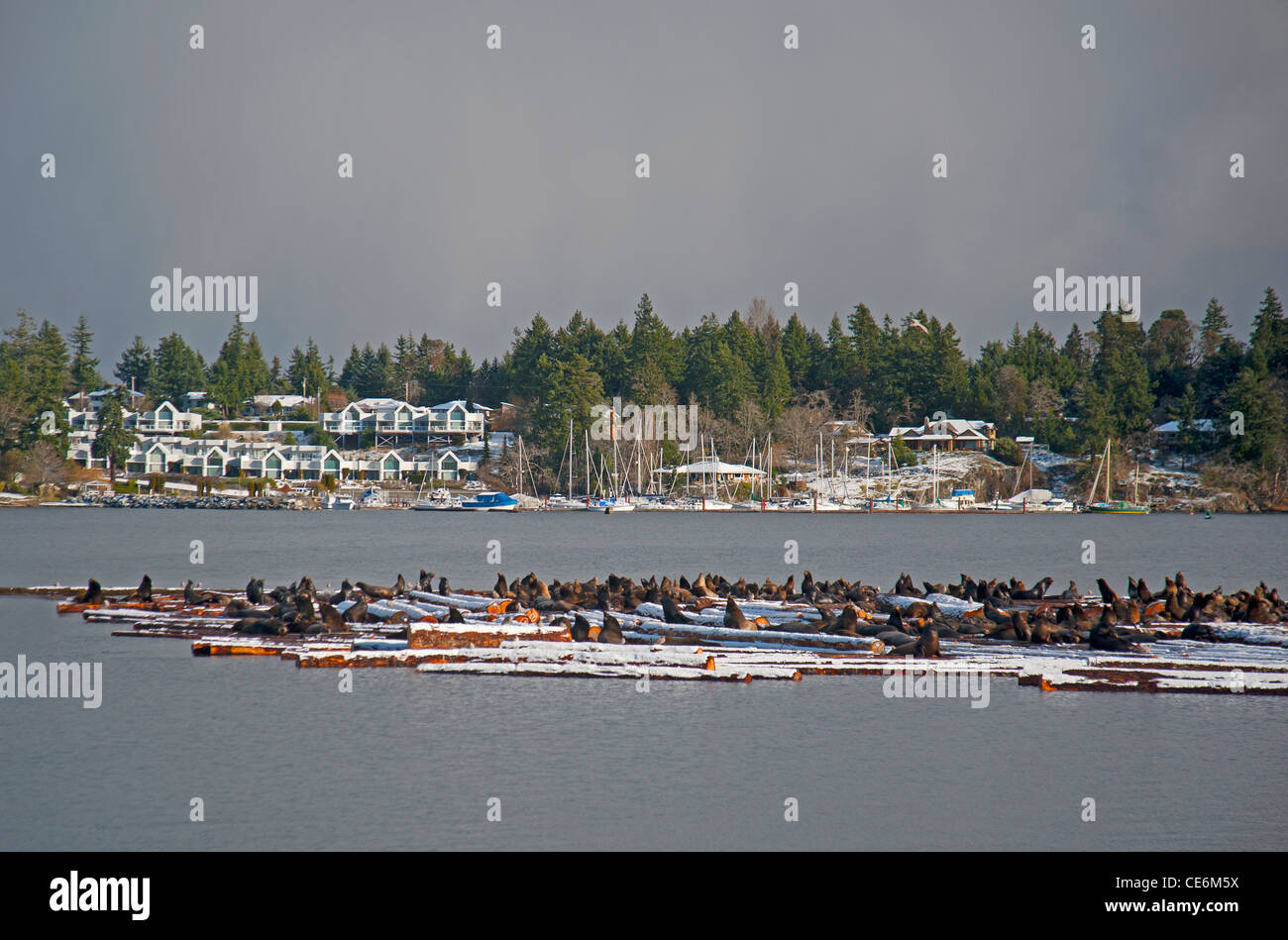 Sea Lions at Craig Bay logging yard, Nanoose Bay Vancouver Island BC ...
