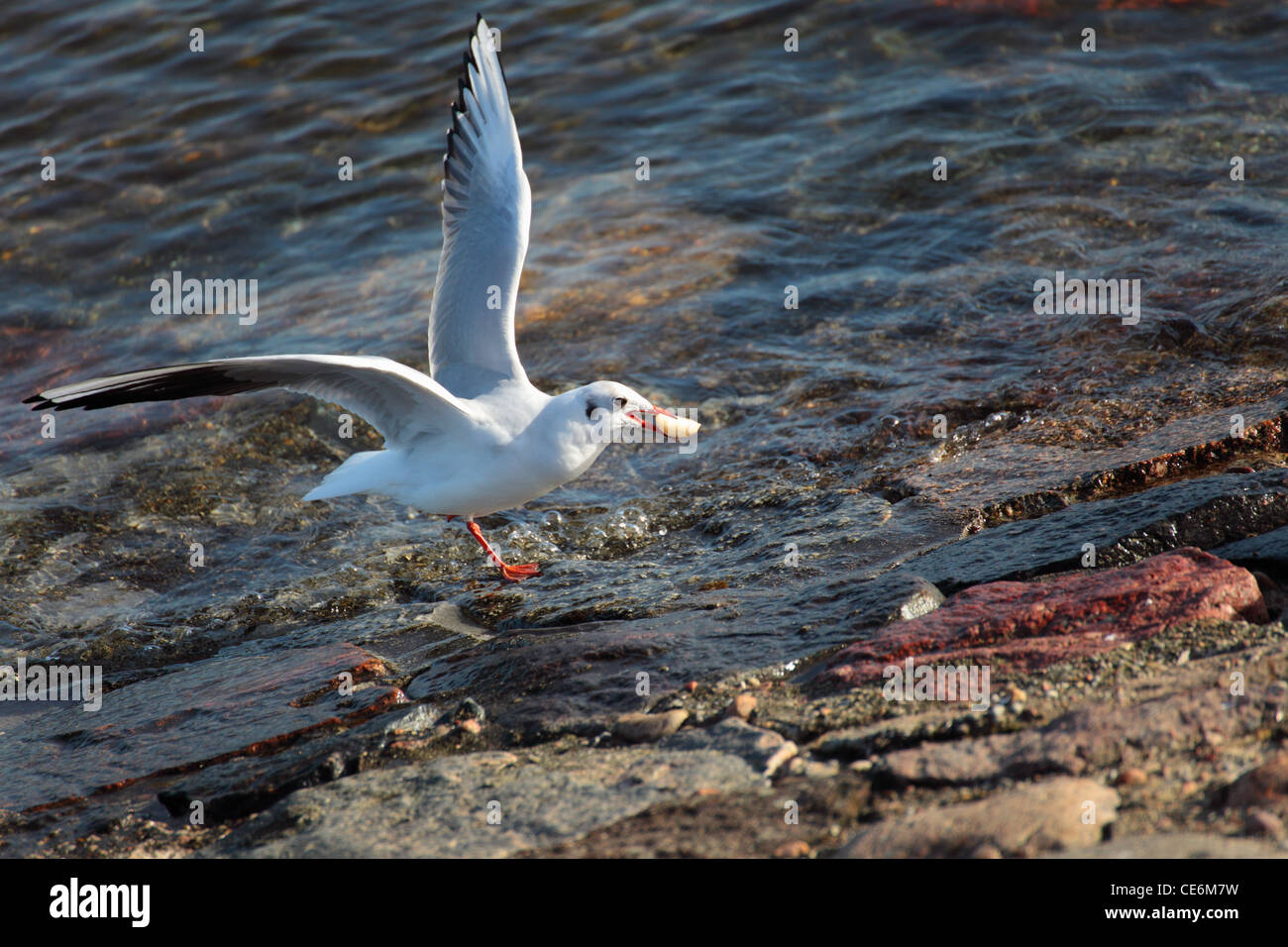 Gull in the air above the water with spread wings (Larus ridibundus ...