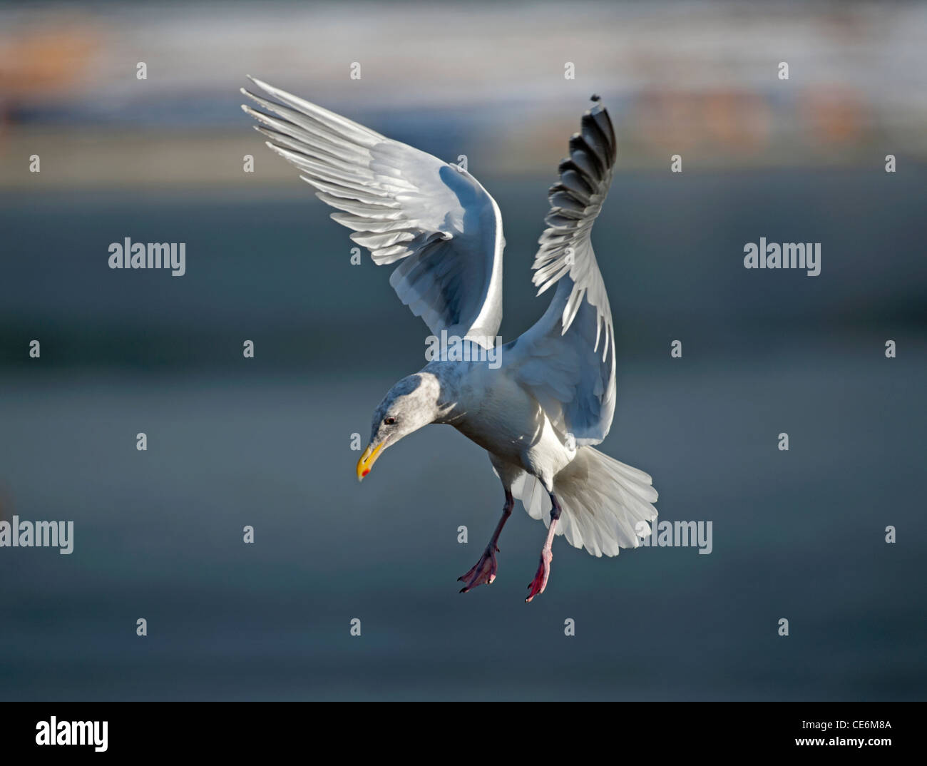 Breeding and avoiding predators hi-res stock photography and images - Alamy