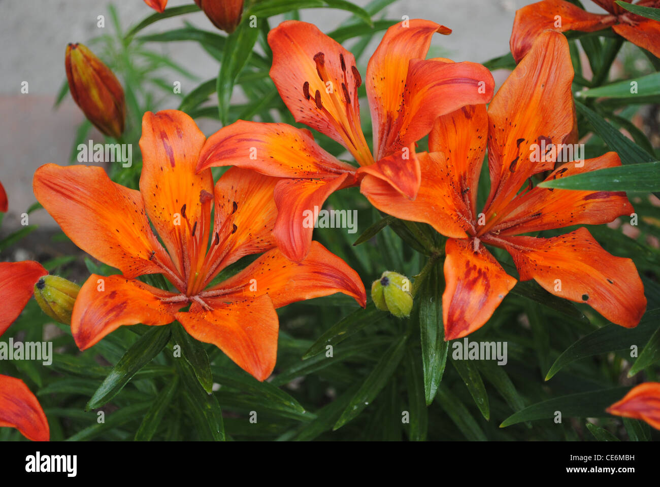 Large orange lily flowers hi-res stock photography and images - Alamy