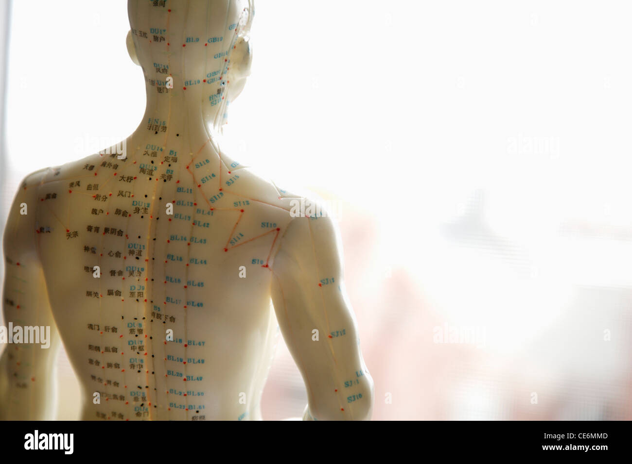 back view of acupuncture model Stock Photo - Alamy
