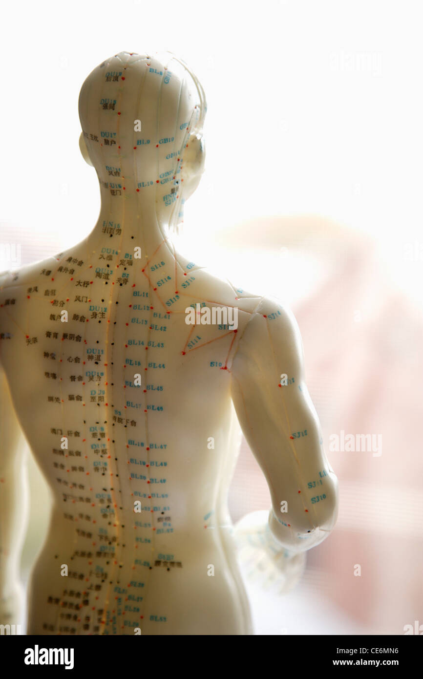 Back view of accupunture model Stock Photo - Alamy