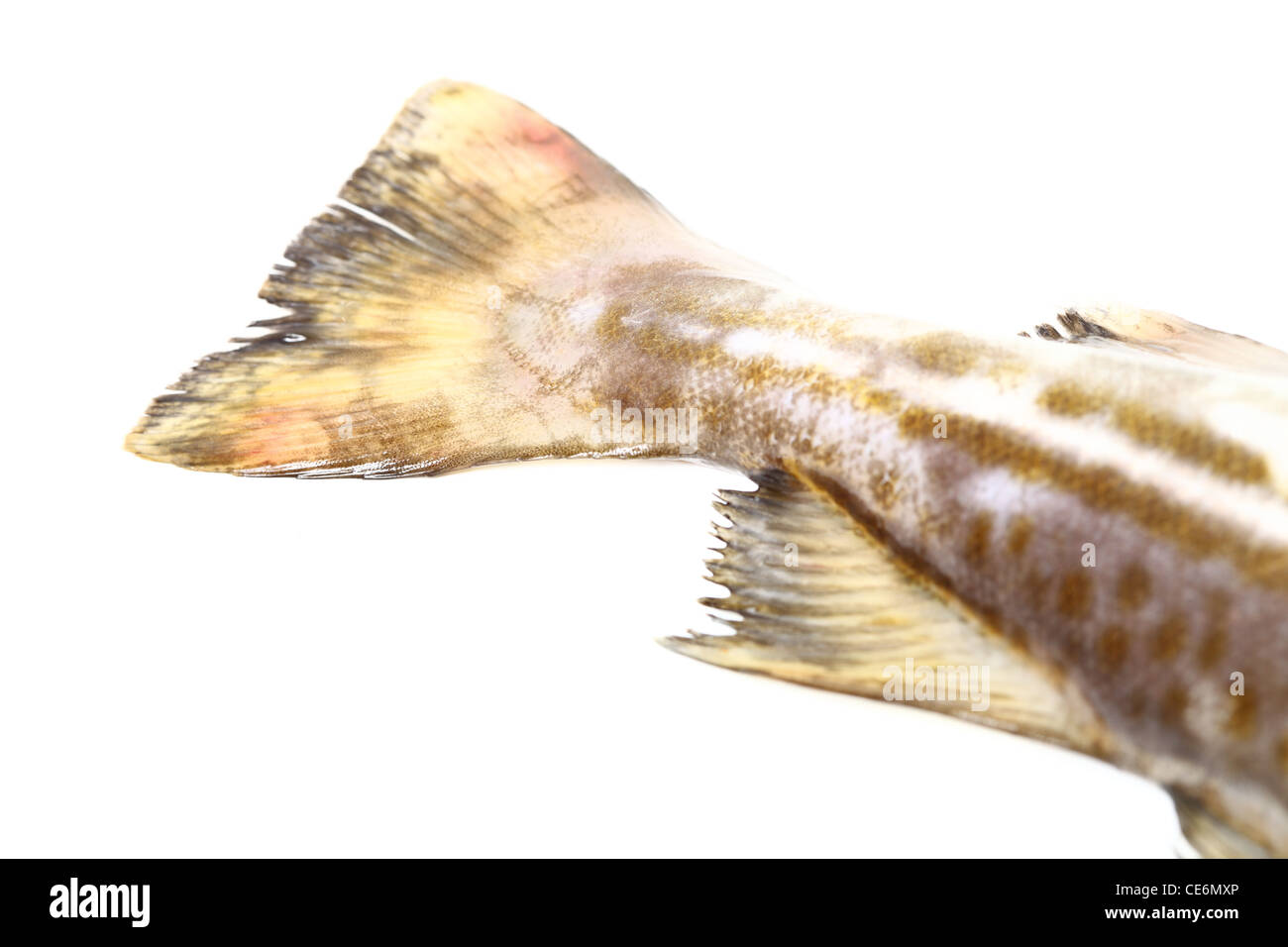 Raw cod fish on white background Stock Photo - Alamy