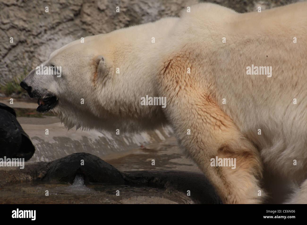 Bear headshot hi-res stock photography and images - Alamy