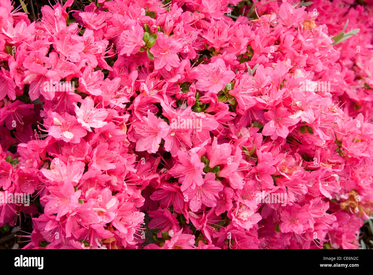 An Azalea in full Spring flower Stock Photo - Alamy