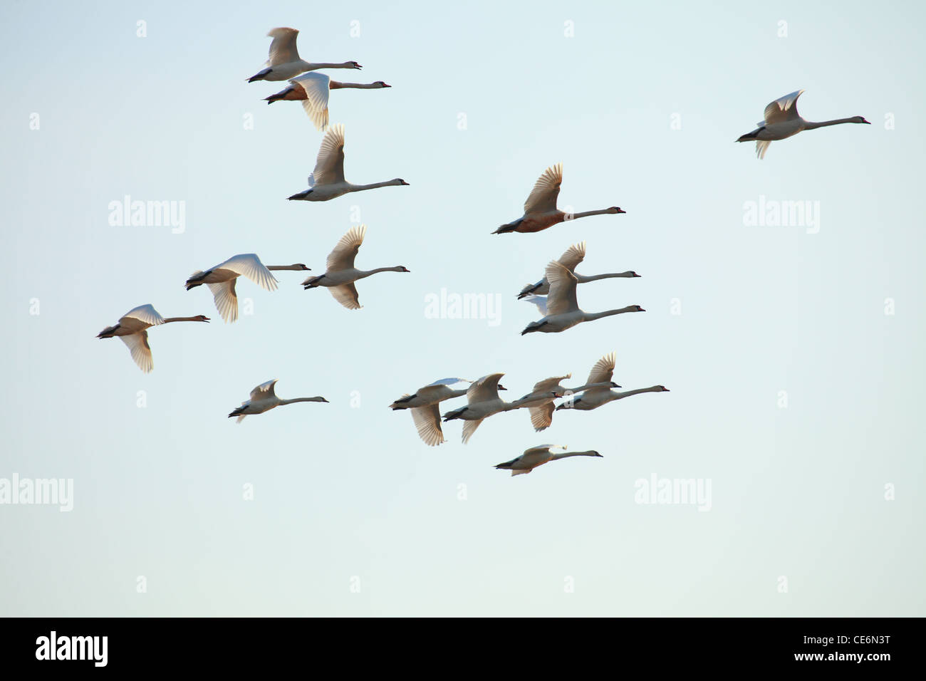 Migration birds swan on blue sky in Flight Stock Photo - Alamy