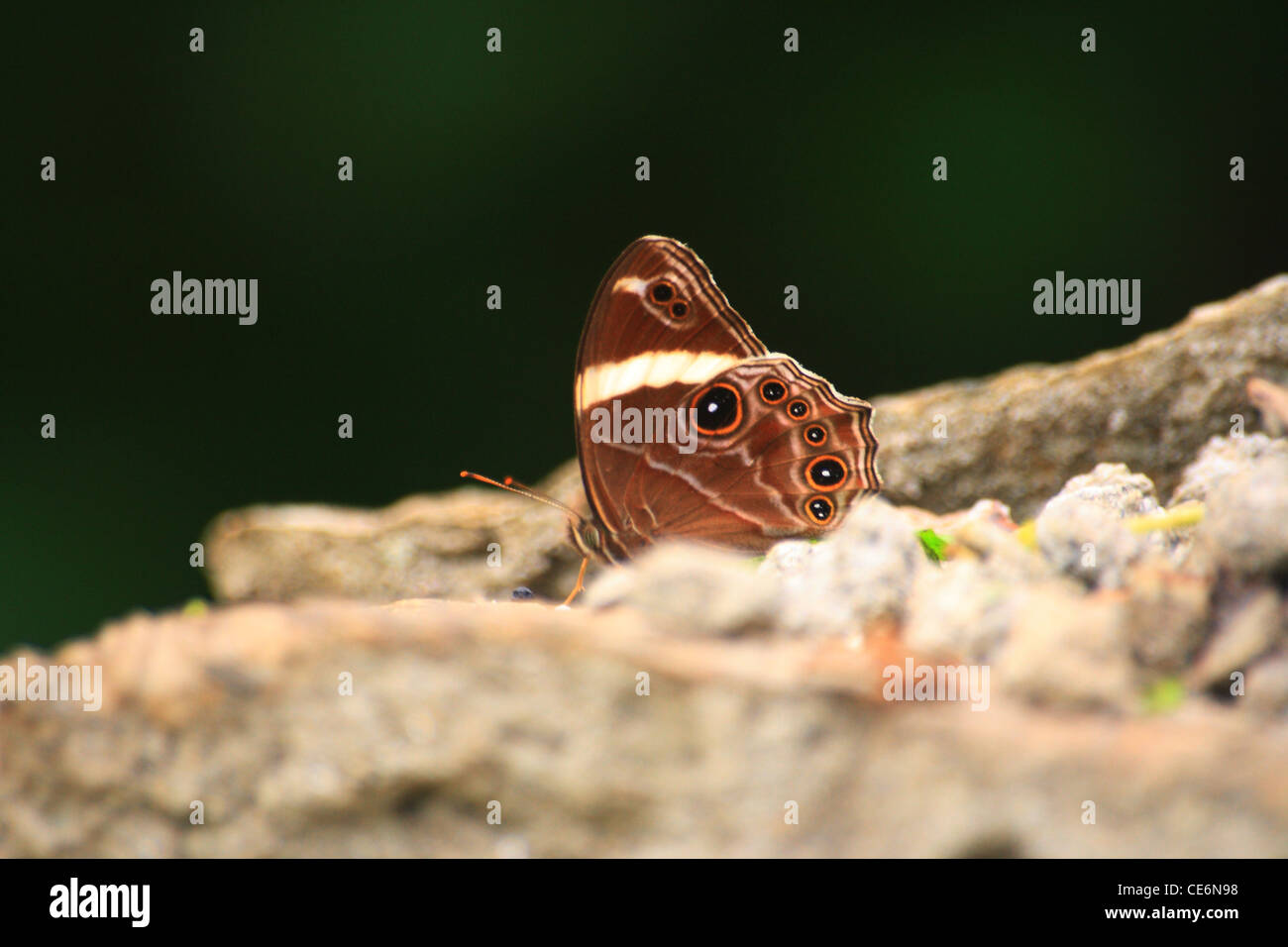 Himalayan butterfly hi-res stock photography and images - Alamy