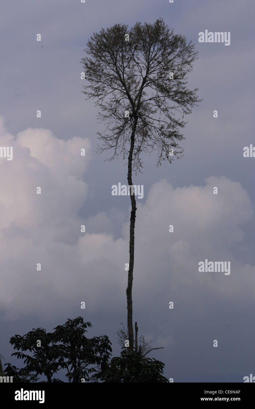 Lone Himalayan tree, Sikkim Stock Photo - Alamy