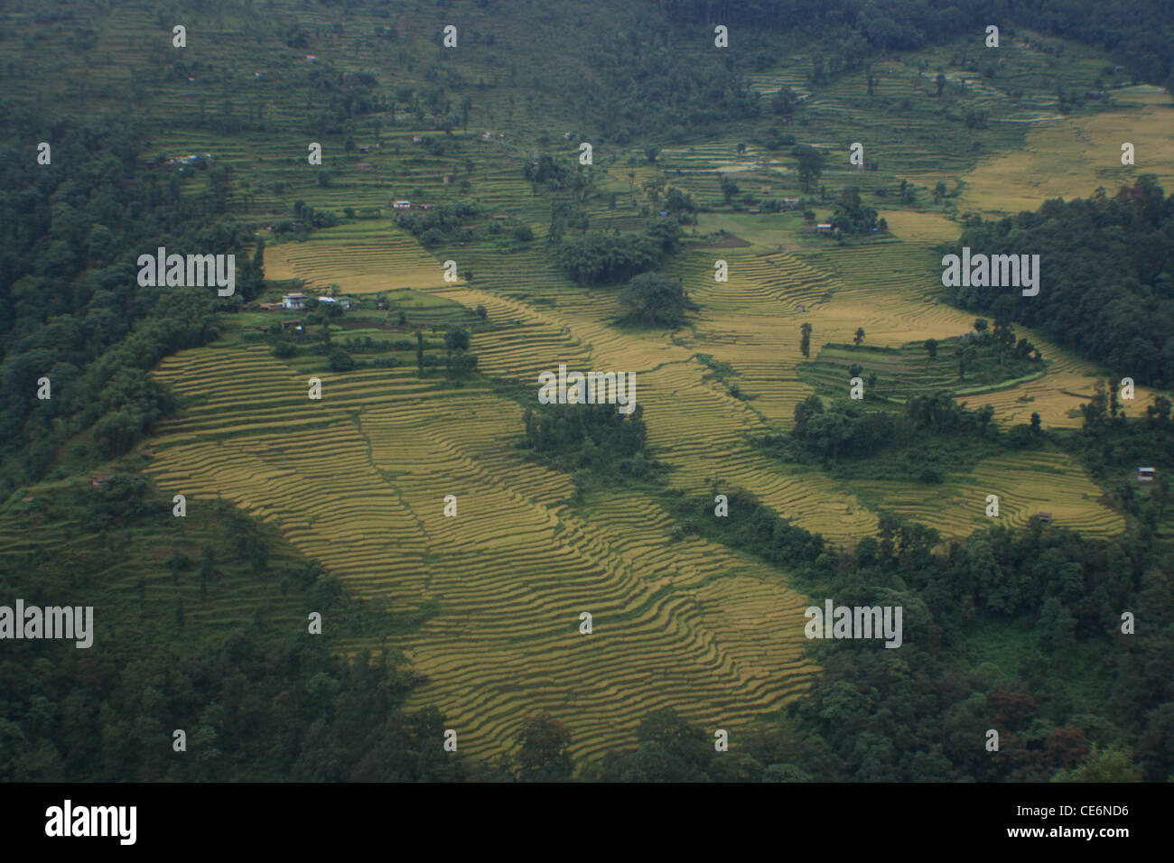 Paddy fields, Sikkim Stock Photo - Alamy