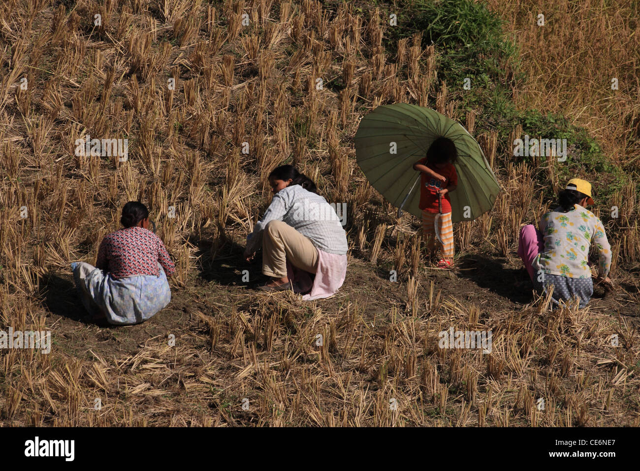 Rice harvesting by a Nepali family in Sikkim Stock Photo - Alamy