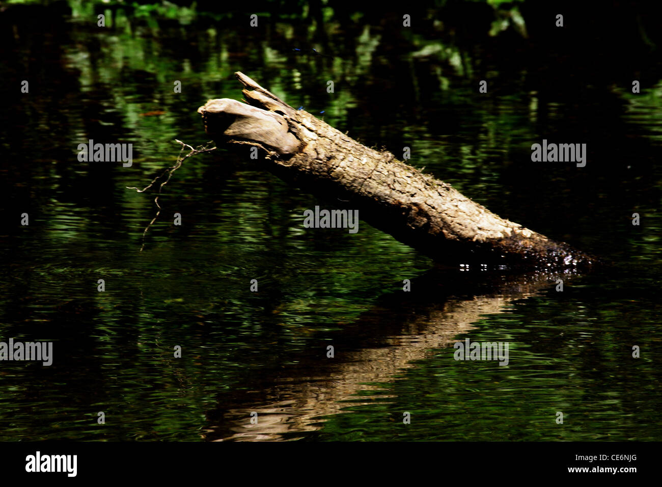 Log in the Water Stock Photo - Alamy
