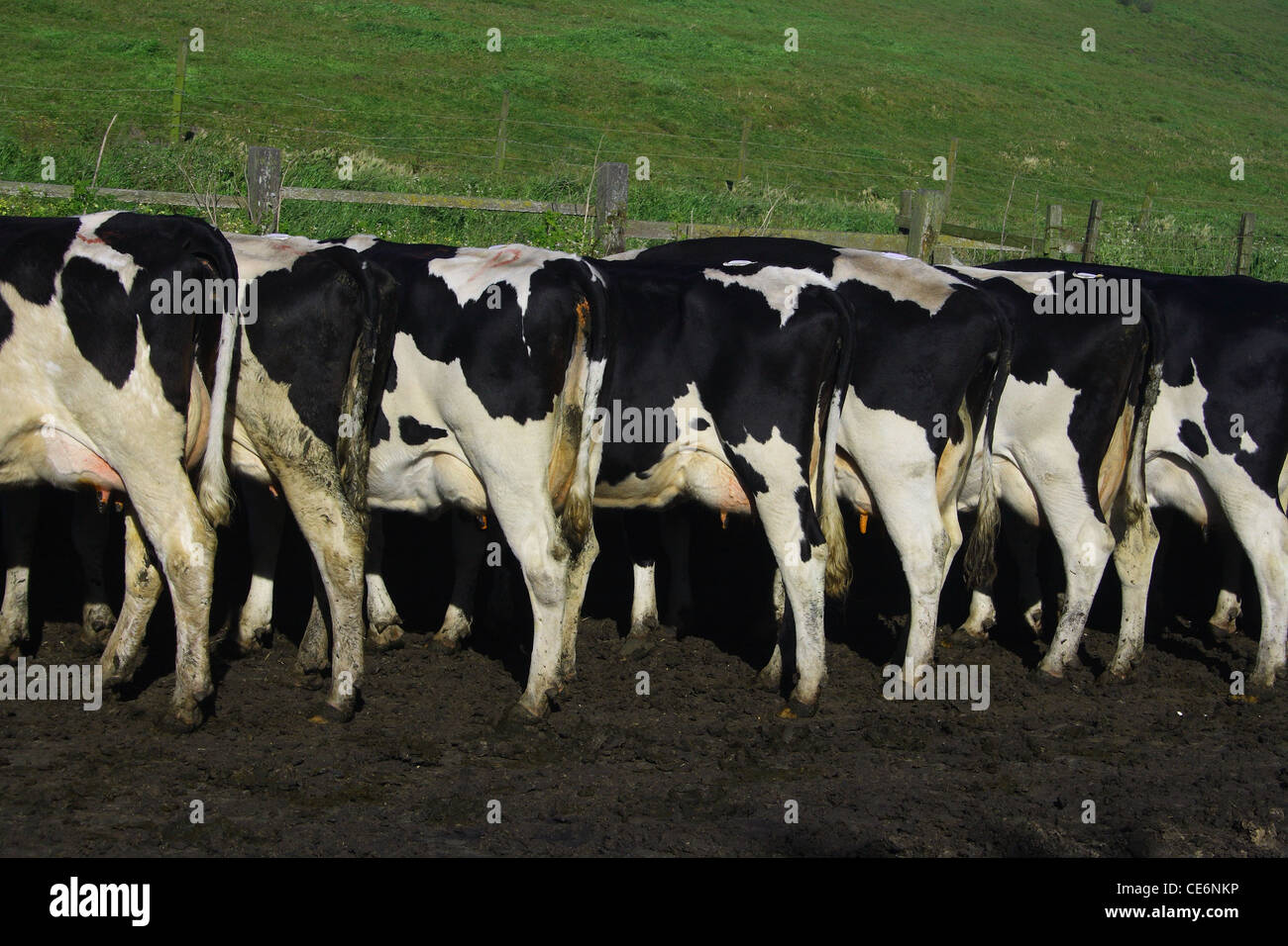 Symmetry black and hi-res stock photography and images - Alamy