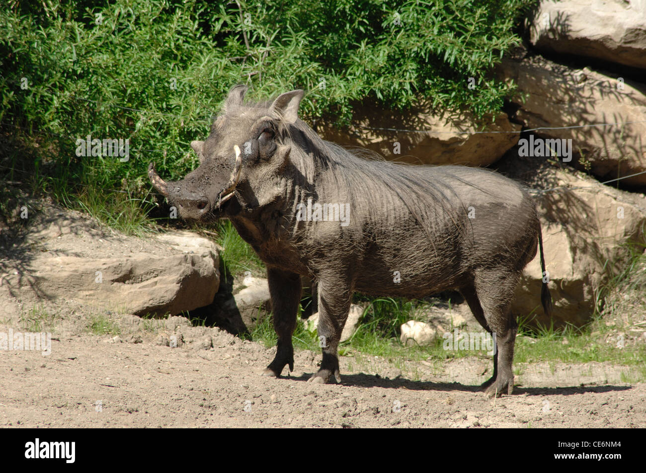 A wart hog standing near trees and rocks Stock Photo - Alamy
