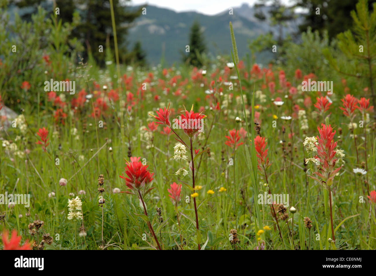 A meadow of wildflowers located in Banff National Park, Alberta, Canada ...