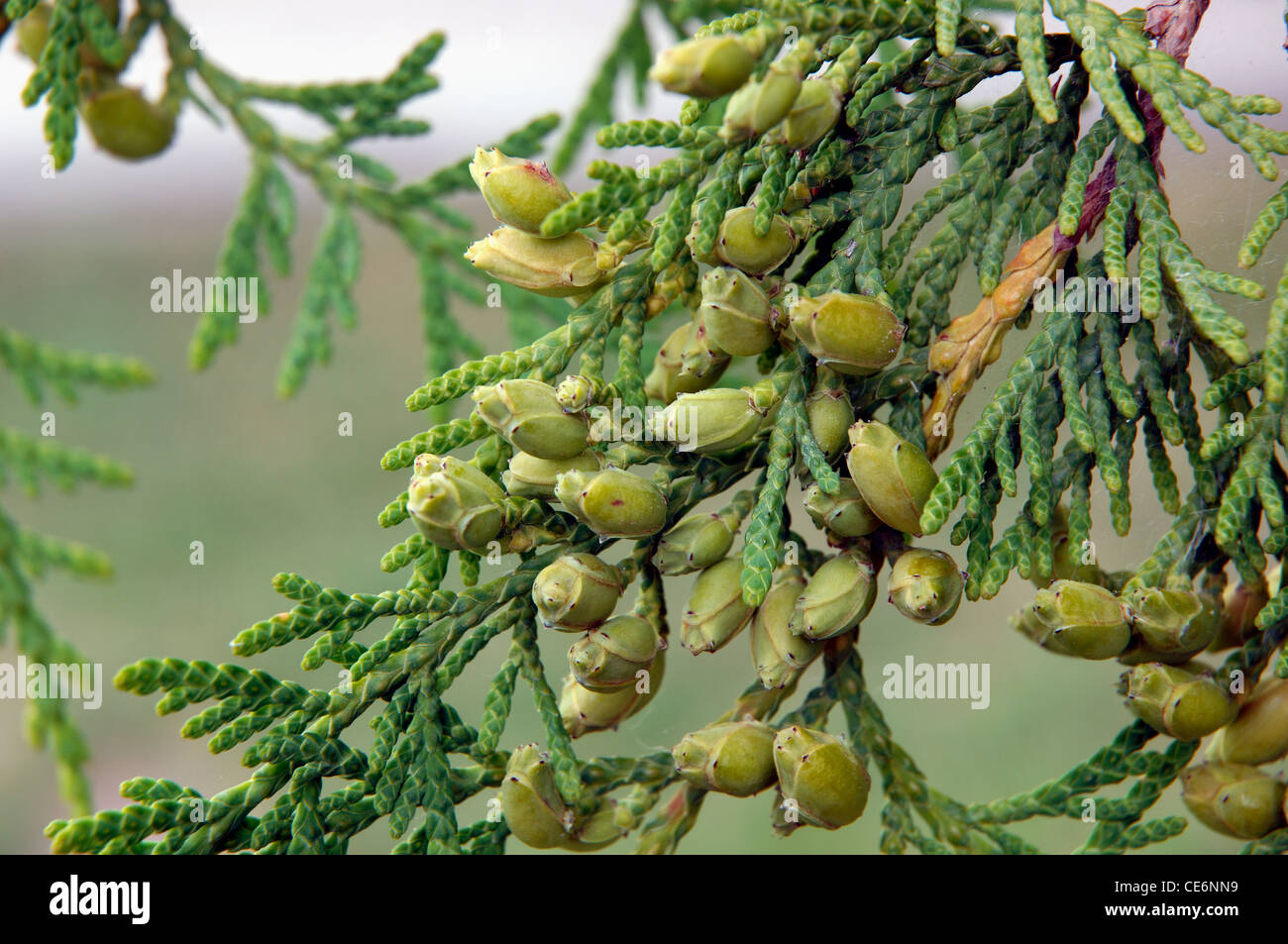 A cedar tree branch with fresh buds on it Stock Photo - Alamy