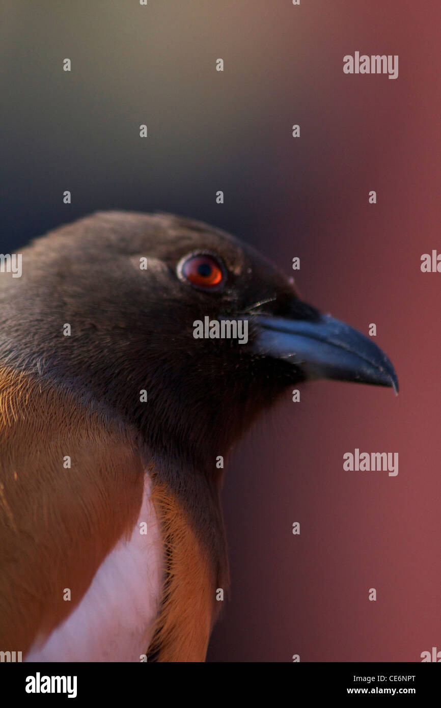 Pie india hi-res stock photography and images - Alamy