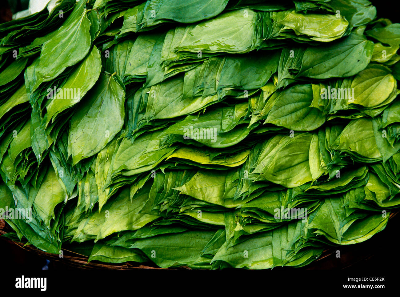 Betel leaf ; green betel leaves for paan ; India ; asia Stock Photo - Alamy