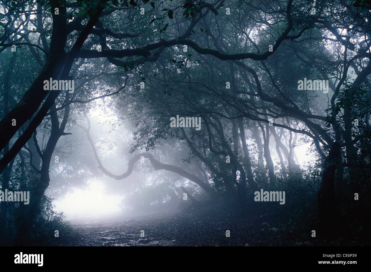mist and trees ; monsoon in Mahableshwar ; Maharashtra ; india ; asia ...