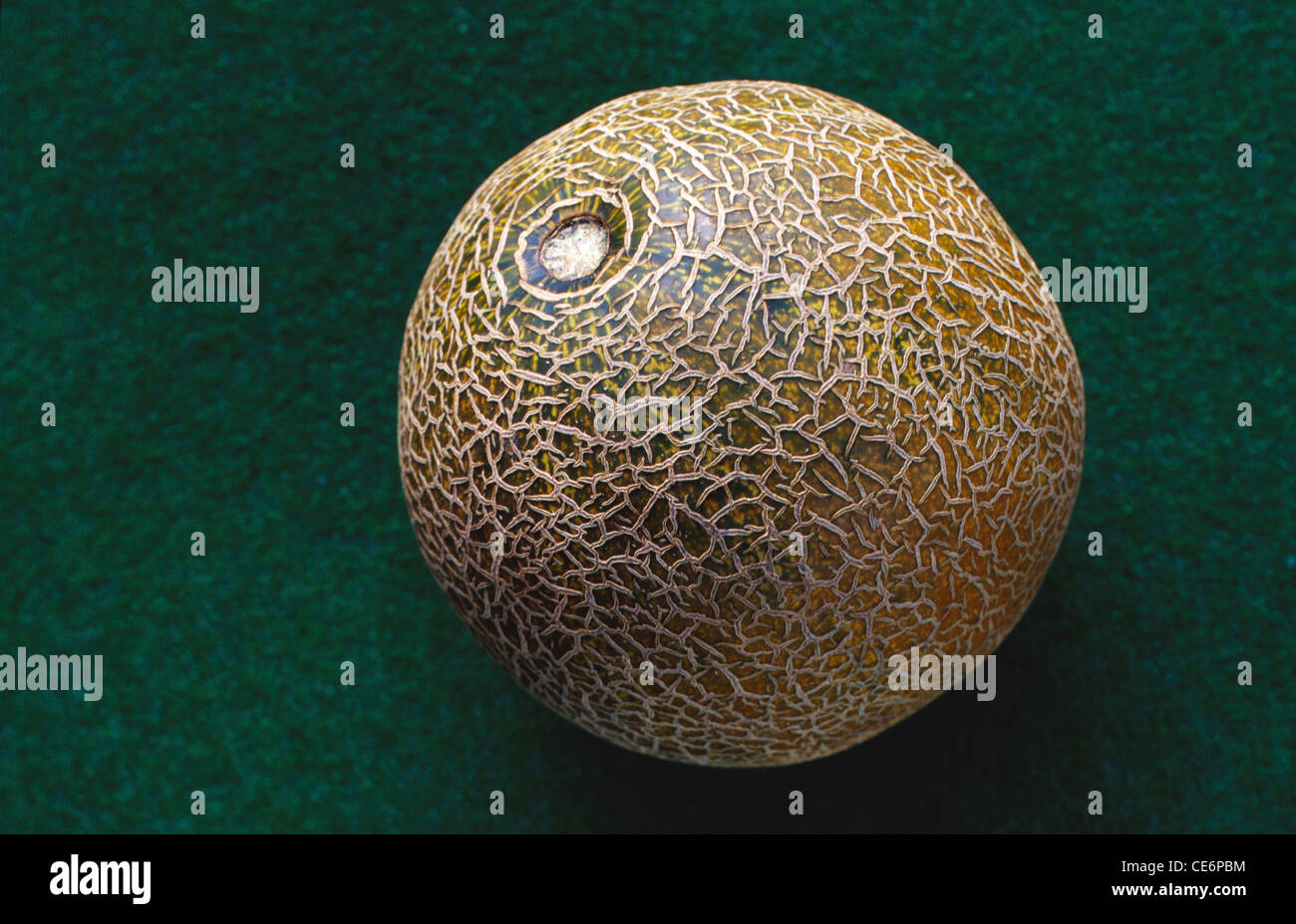 one muskmelon fruit on green background Stock Photo - Alamy