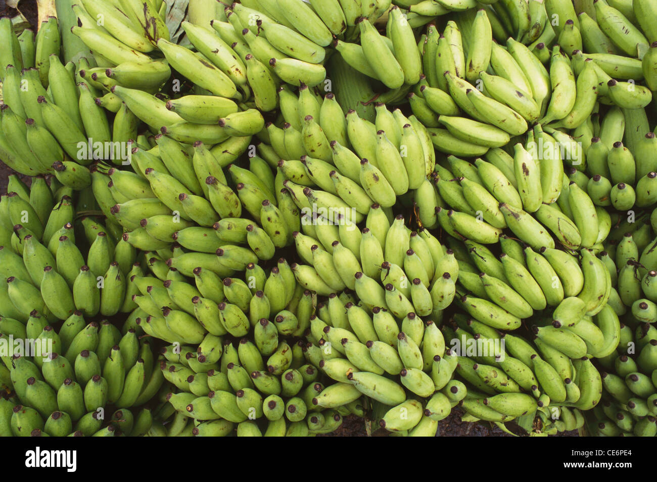 Green Bananas bunch ; kerala ; india ; asia Stock Photo - Alamy