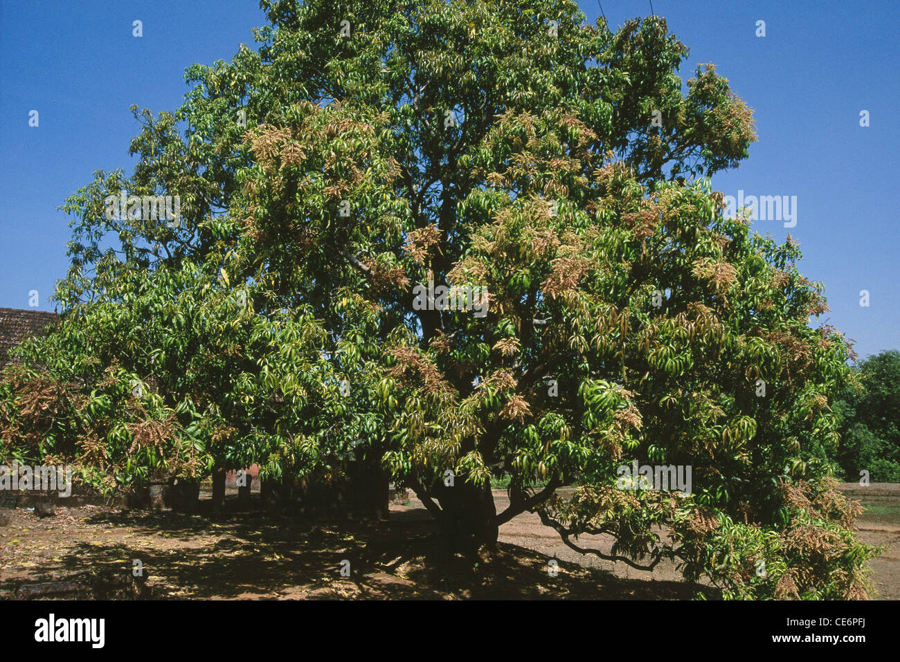 Mango tree in bloom mango hi-res stock photography and images - Alamy