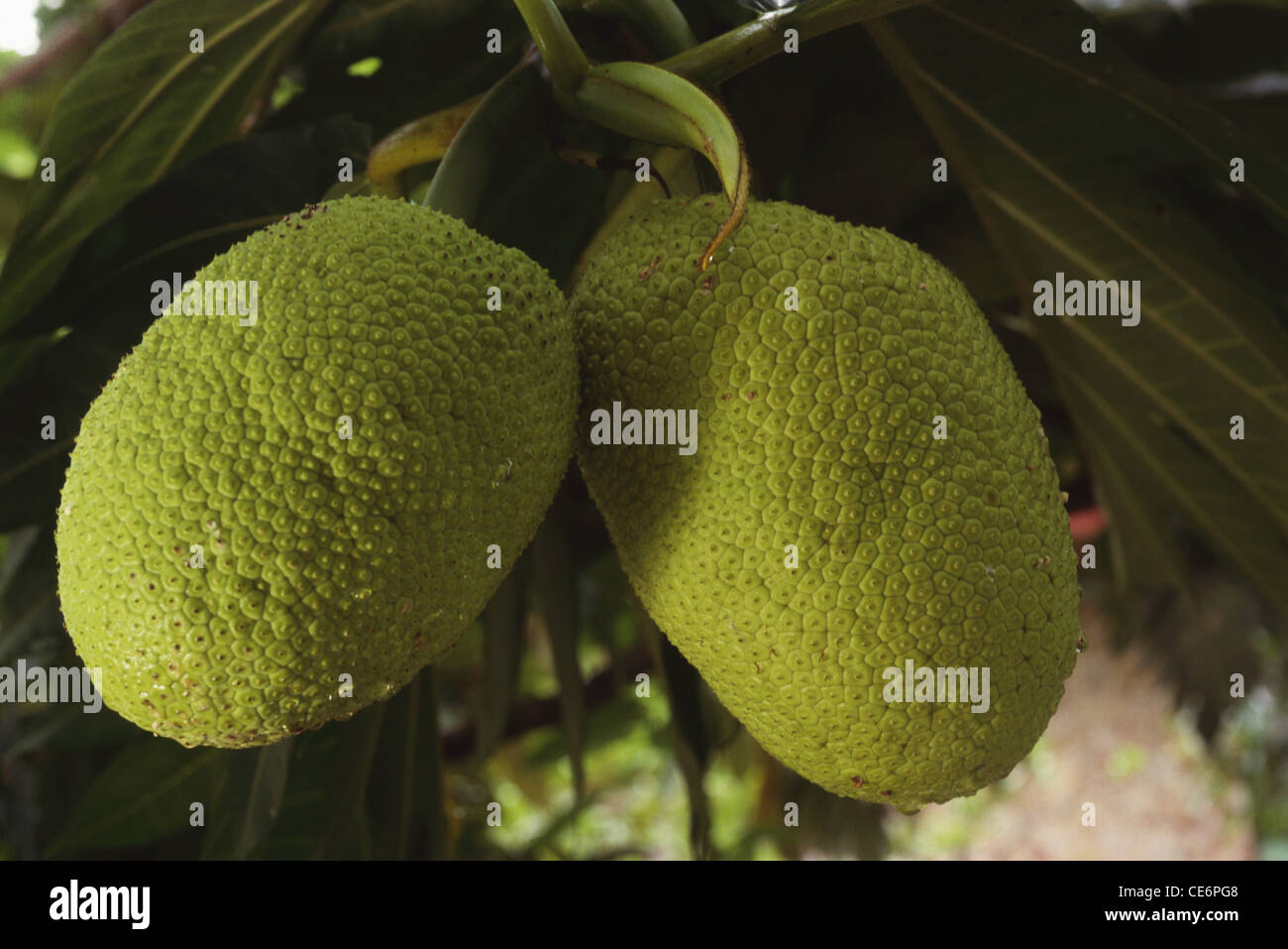 Breadfruit growing on tree ; Artocarpus altilis ; Breadfruit tree ...