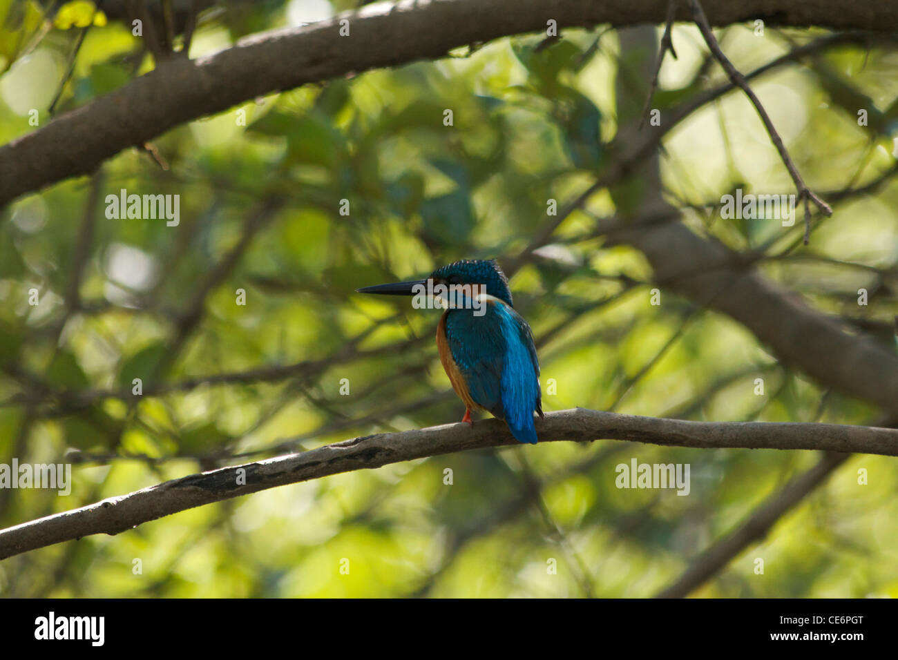 A Kingfisher waits for prey above a river in Palolem, Goa, India Stock ...