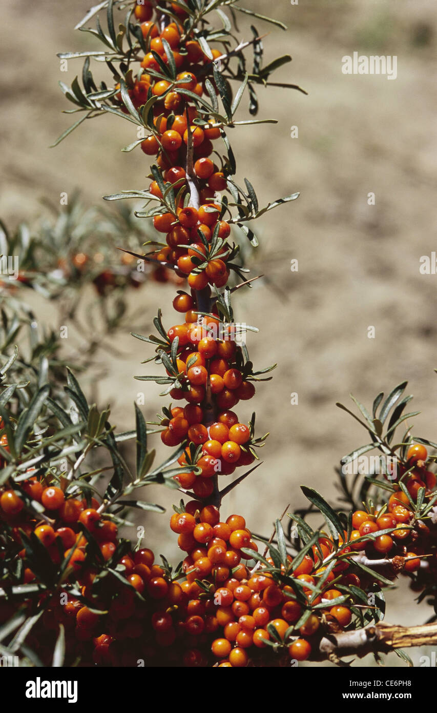 India Berries Stock Photos & India Berries Stock Images - Alamy