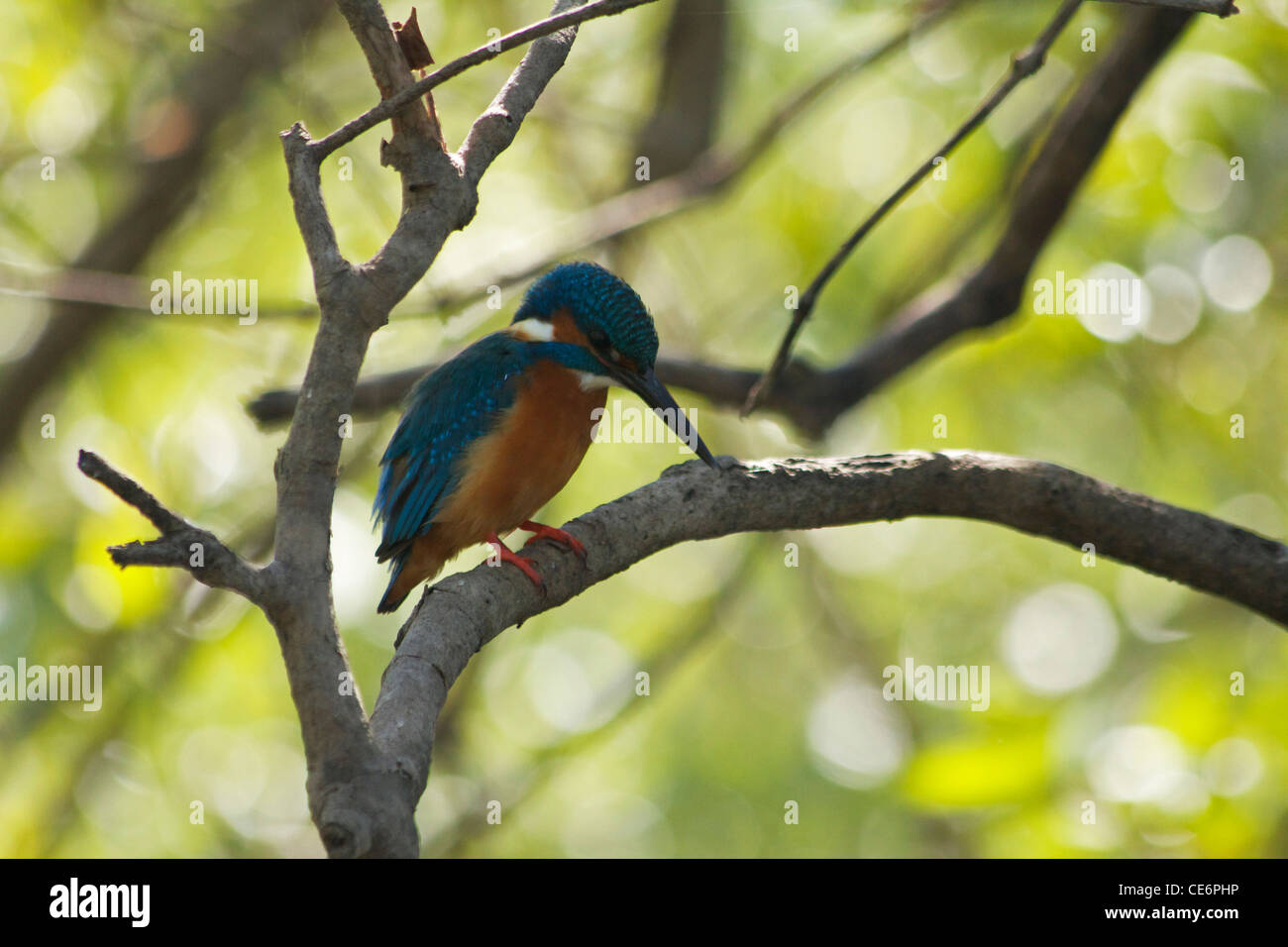 A Kingfisher waits for prey on a branch above a river in Palolem, Goa ...