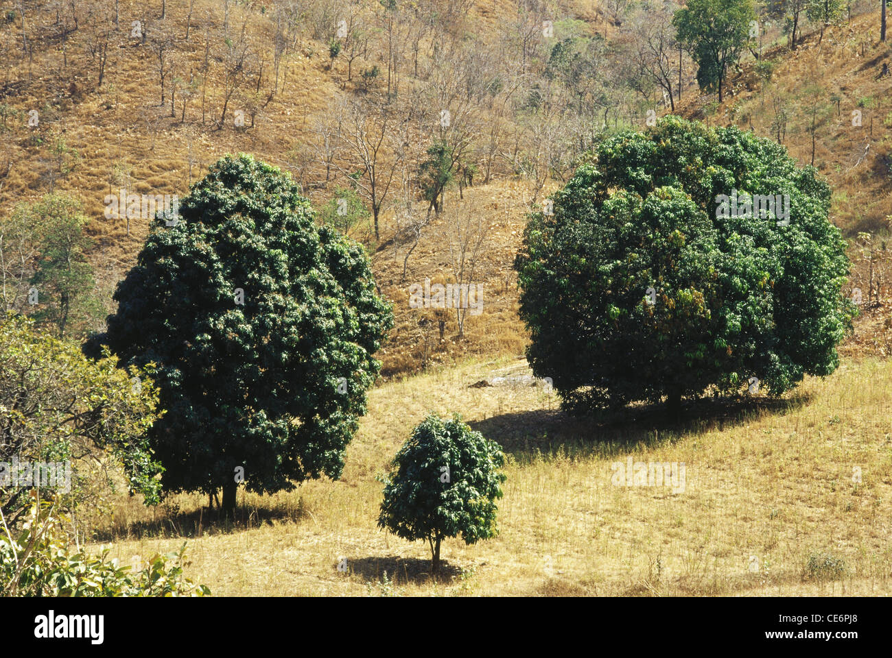 Mango Trees India High Resolution Stock Photography and Images - Alamy