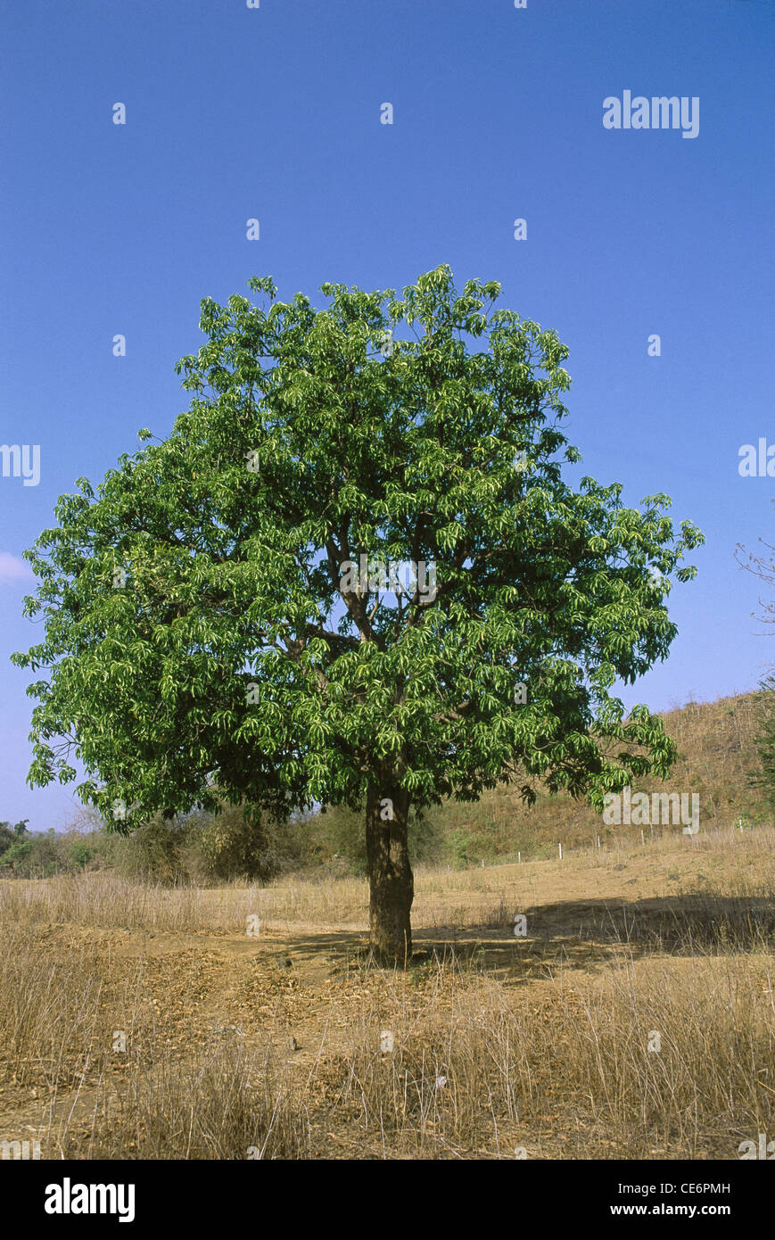 Mango tree ; India ; Asia Stock Photo - Alamy