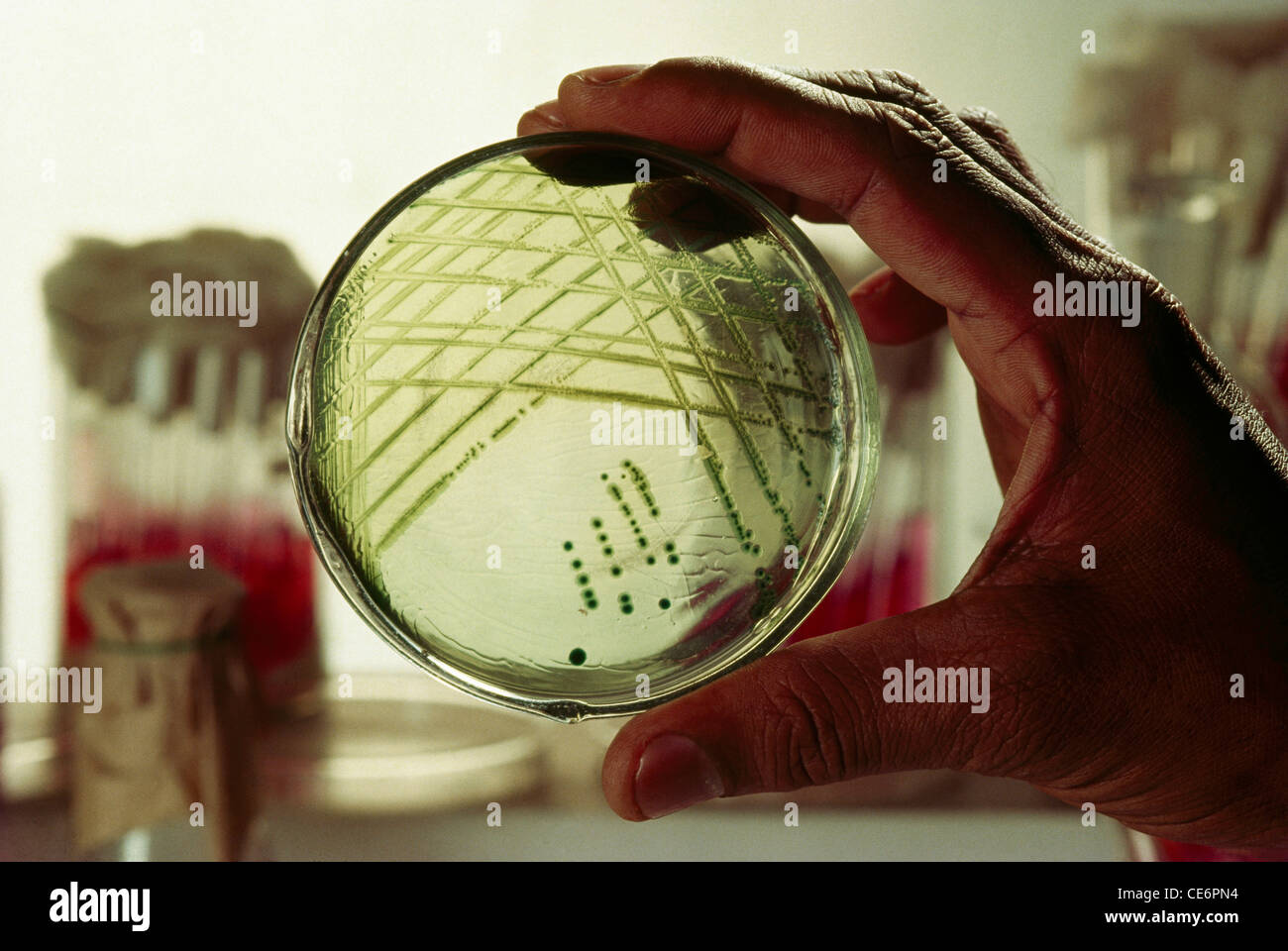 Petri Dish Experiment At Home at Matthew Calzada blog