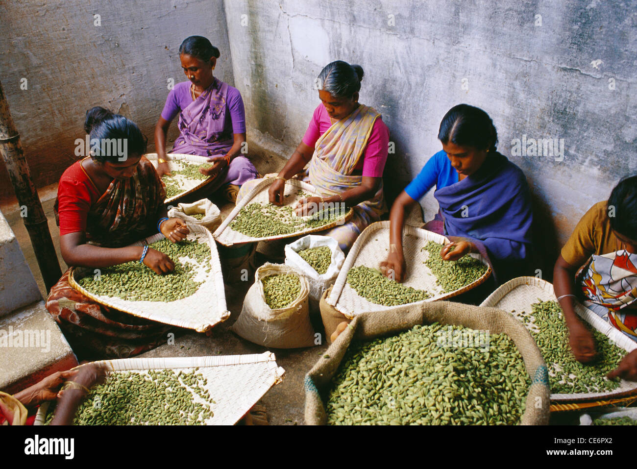 Indian women sorting spice cardamom ; india Stock Photo - Alamy