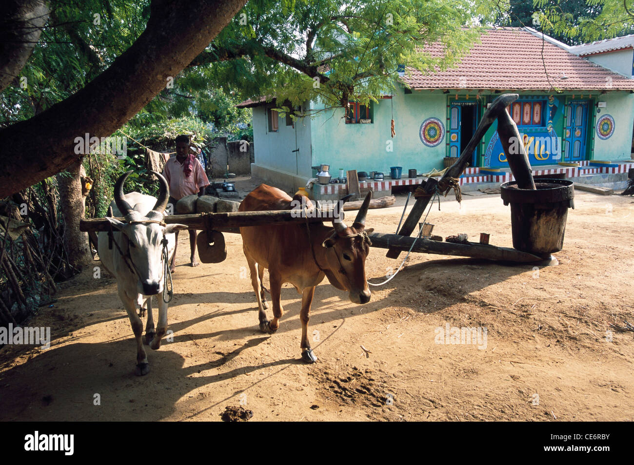 MAA 85788 : sekku ; traditional wooden oil extractor ; tamilnadu ...
