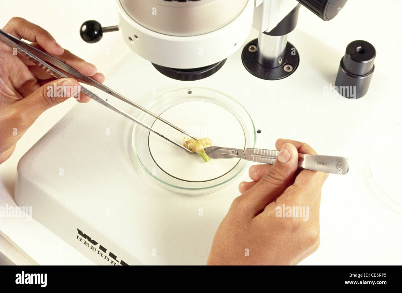 Tissue culture room hi-res stock photography and images - Alamy