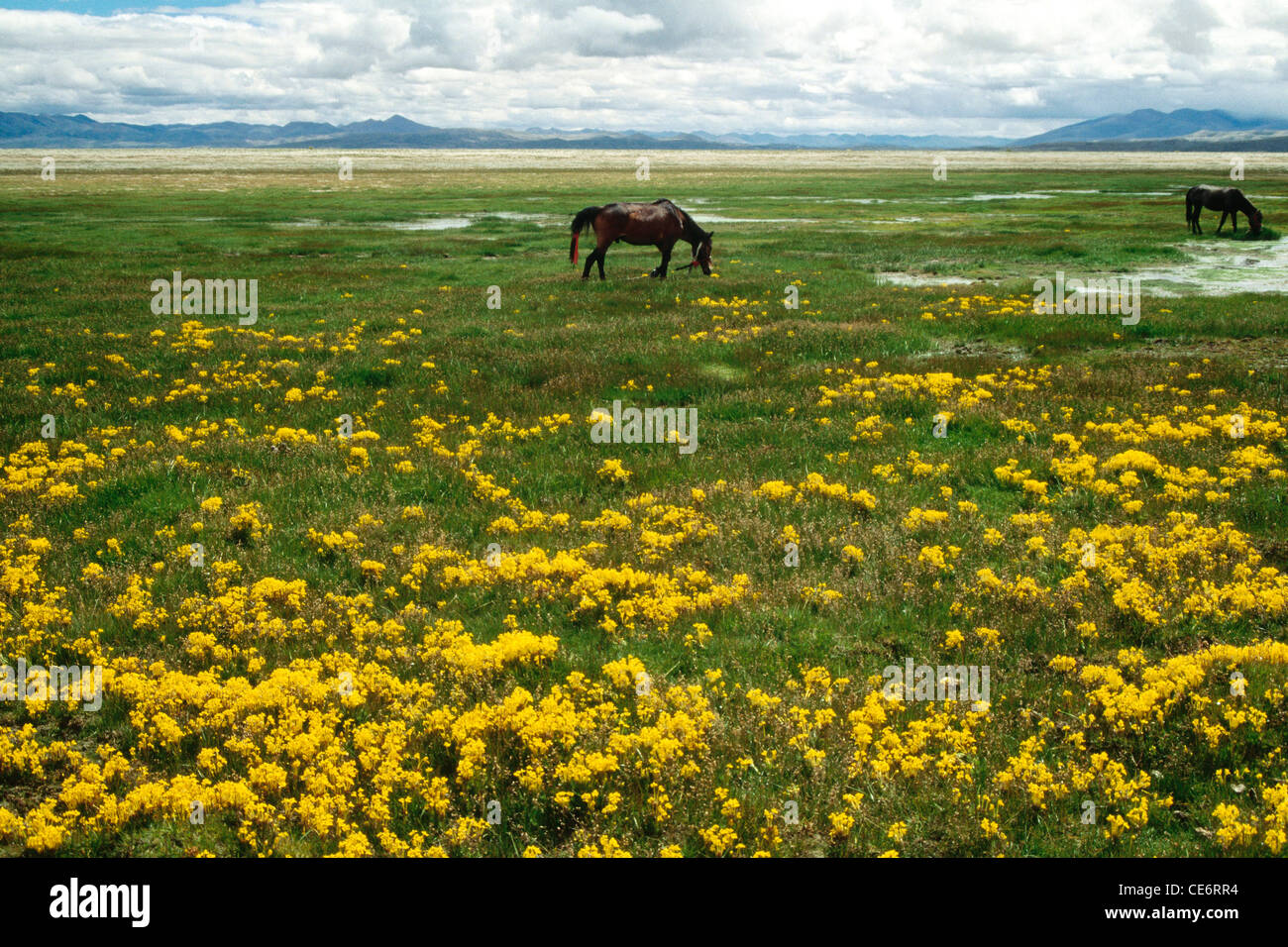 Kailash mansarovar hi-res stock photography and images - Alamy
