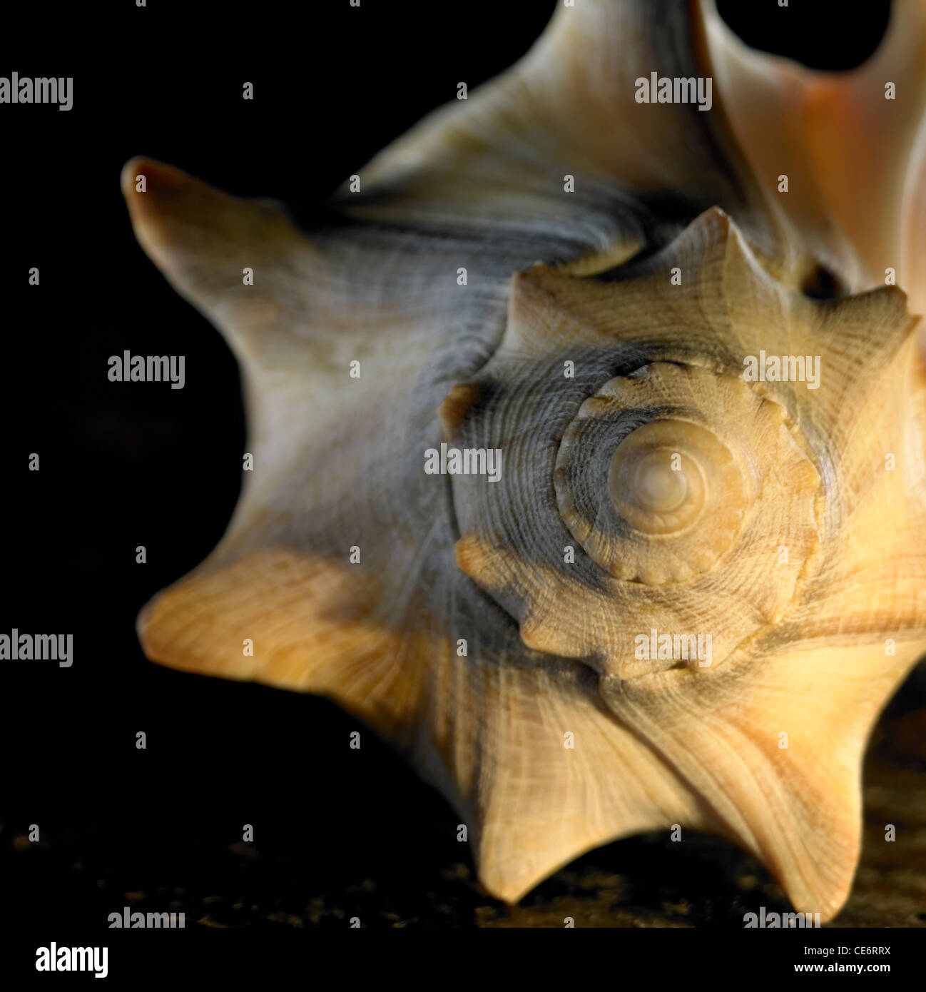 frontal closeup of a yellow illuminated seashell in black back Stock ...