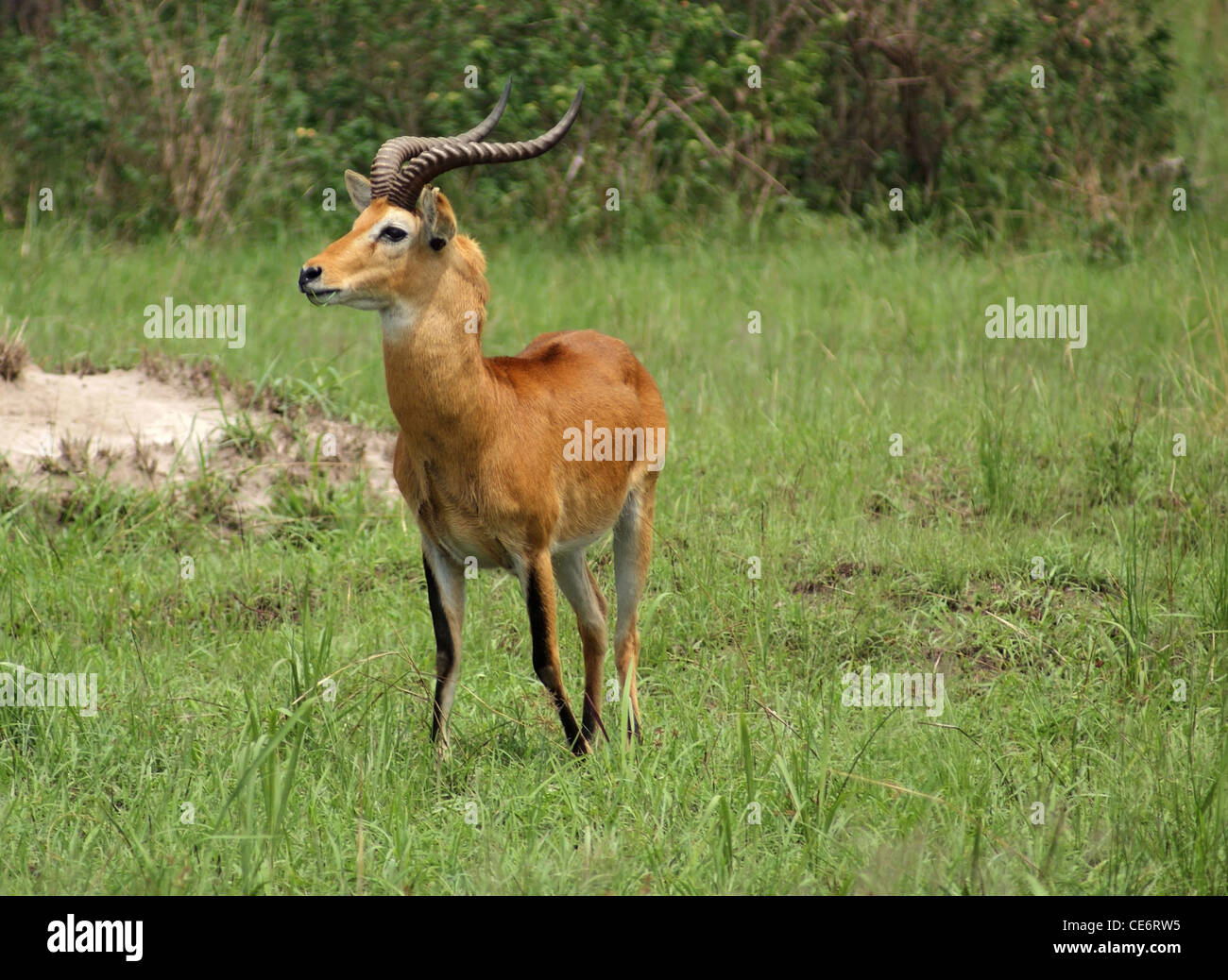 Uganda kob hi-res stock photography and images - Alamy