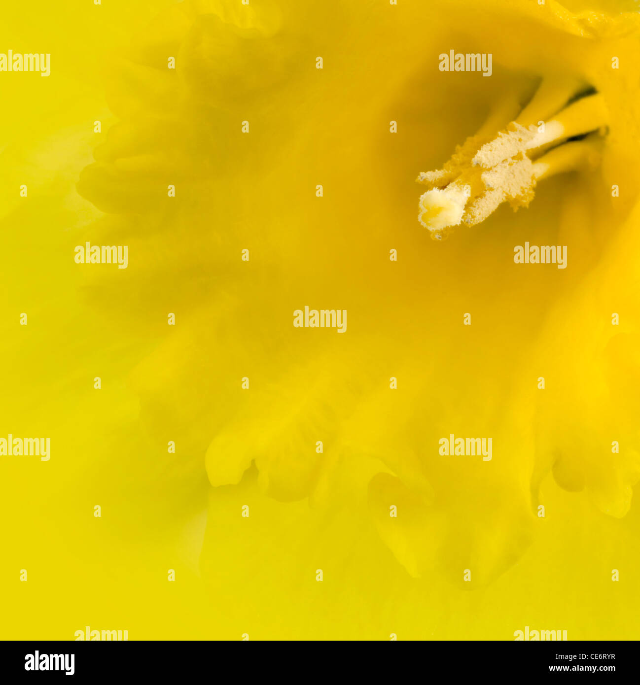 full frame abstract detail of a yellow daffodil flower Stock Photo - Alamy