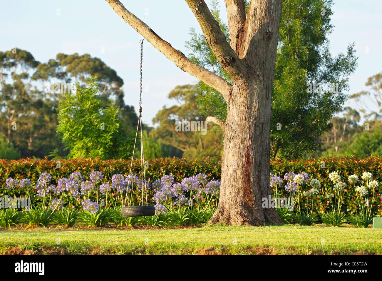 Tree Trunk with Tire Swing Stock Photo - Alamy
