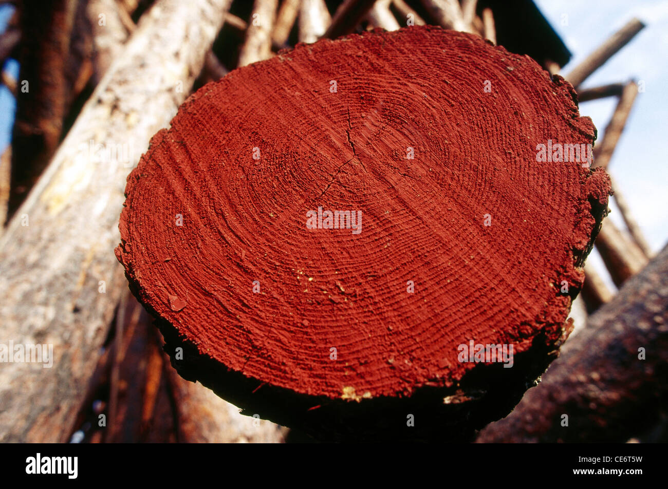 SOA 87875 : cross section of tree showing age concentric circles Stock ...