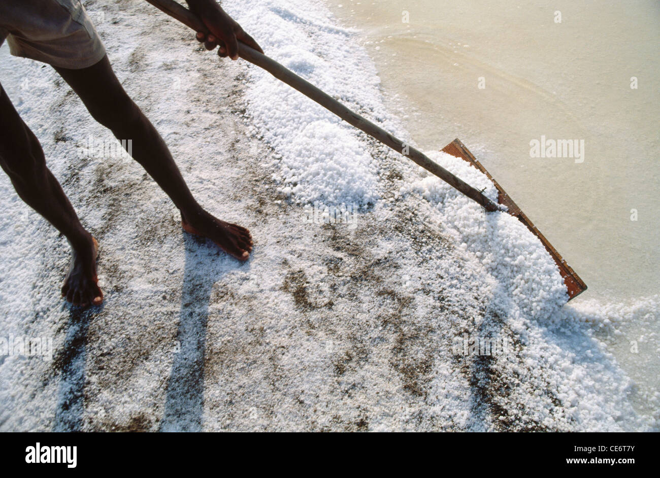 RSC 85863 : collecting natural sea salt at saltpan maharashtra india ...