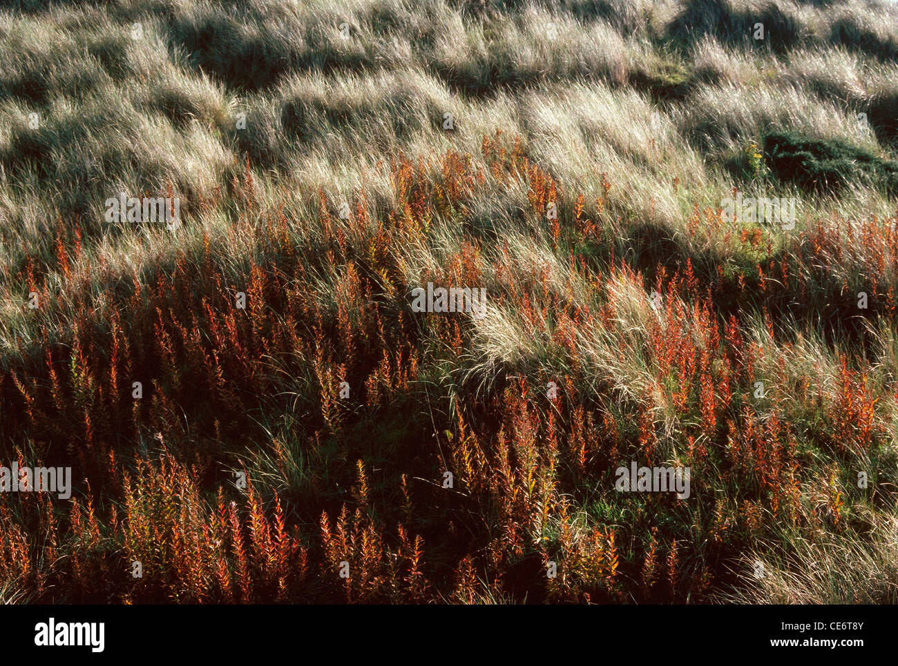 England dry grass hi-res stock photography and images - Alamy