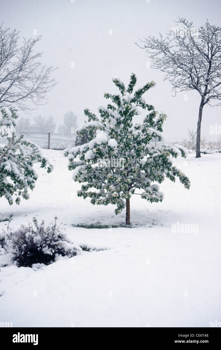 Trees in snow covered winter hi-res stock photography and images - Alamy