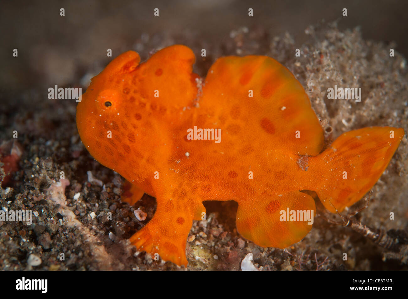 A Juvenile orange painted frogfish seen at Torpedo Alley , Komodo ...
