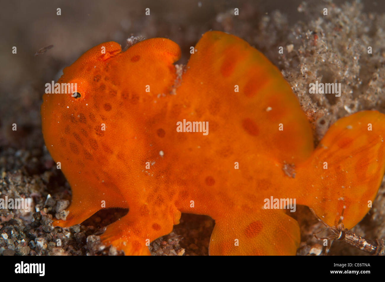 A Juvenile orange painted frogfish seen at Torpedo Alley , Komodo ...