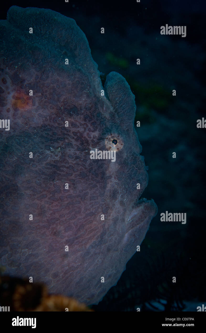 Cannibal fish hi-res stock photography and images - Alamy